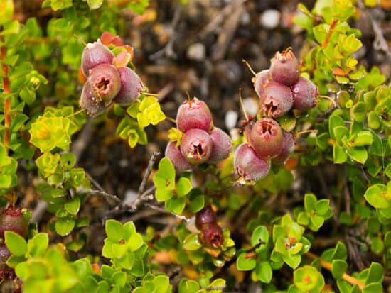 18 Native and Popular Australian Fruits with Pictures
