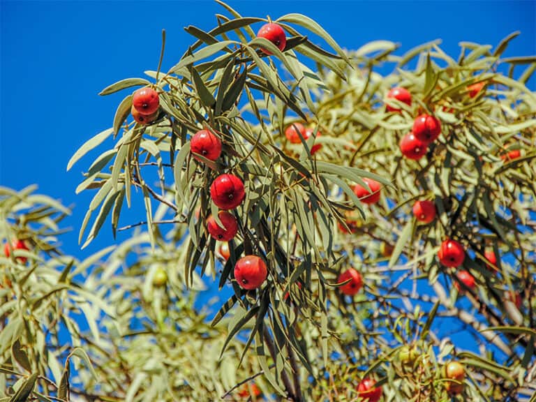 18 Native and Popular Australian Fruits with Pictures