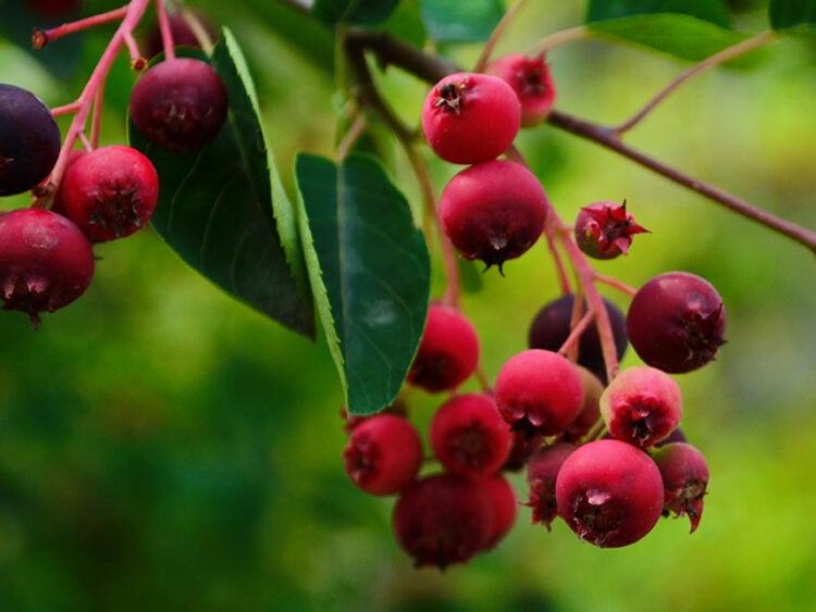 26 Common and Exotic Fruits That Start With J