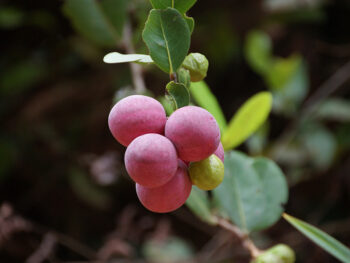 24 Fruits That Start With I: Common and Exotic Types