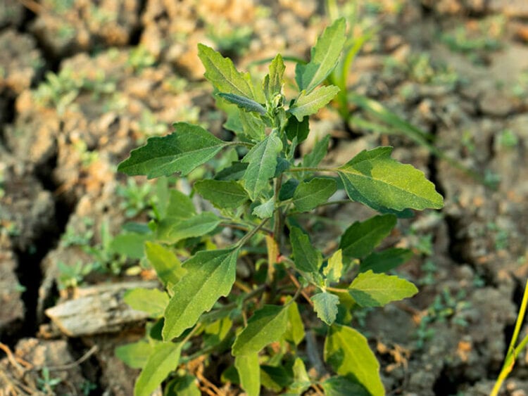 16 Common and Exotic Vegetables That Start with F