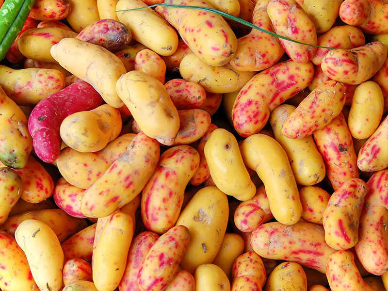 11 Popular and Exotic Fruits That Start With U
