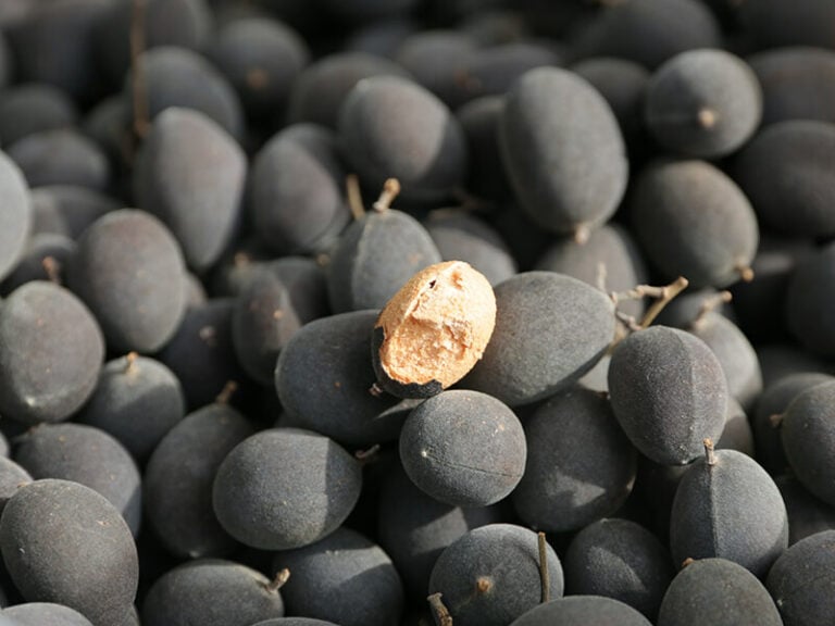 16 Tasty Fruits and Vegetables That Start with X