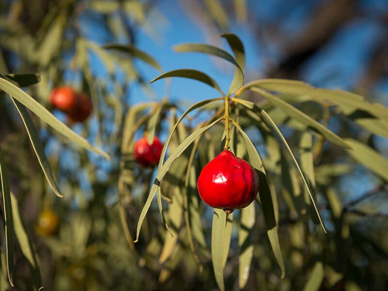 10 Common Fruits That Start With Q: A Complete List