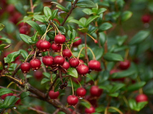 11 Popular and Exotic Fruits That Start With U