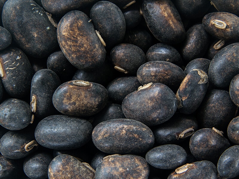 7 Vegetables That Start with V: Perfect Green Options