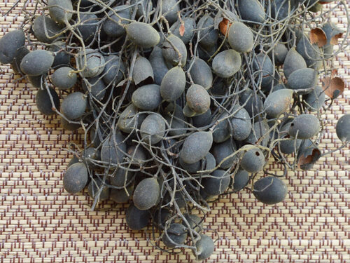 16 Tasty Fruits and Vegetables That Start with X