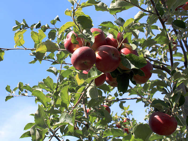 19 Must-Try Fruits That Start With Y: Native and Popular