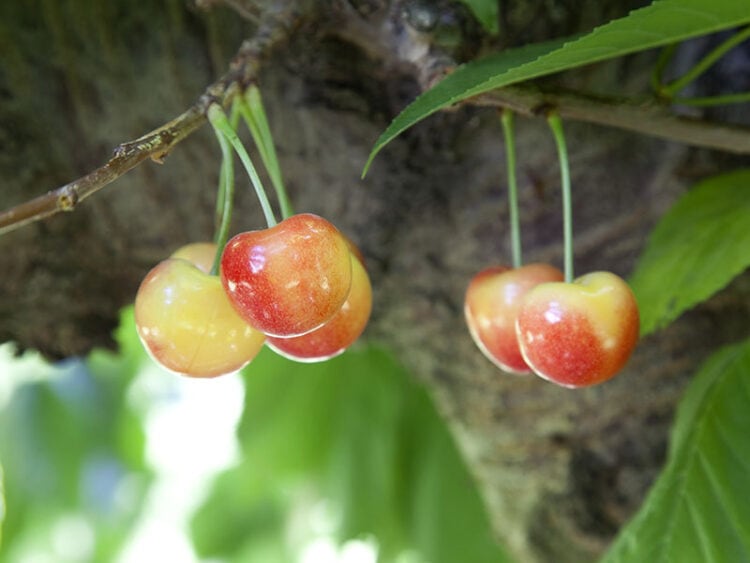10 Common Fruits That Start With Q: A Complete List