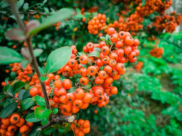 19 Must-Try Fruits That Start With Y: Native and Popular