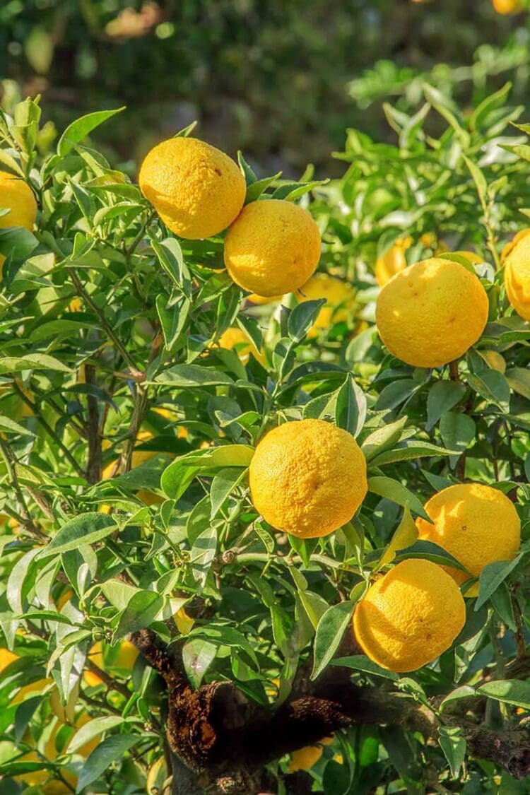 19 Must-Try Fruits That Start With Y: Native and Popular