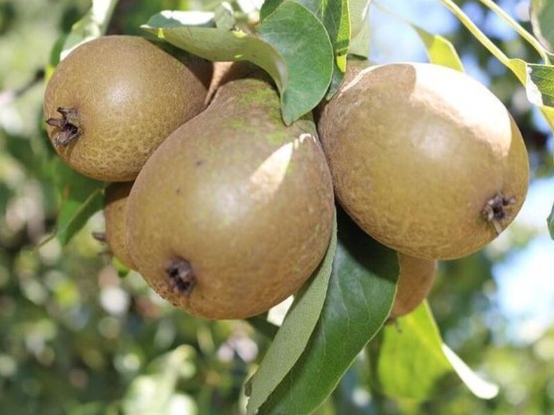 Foods Start With A: 51 Awesome Options