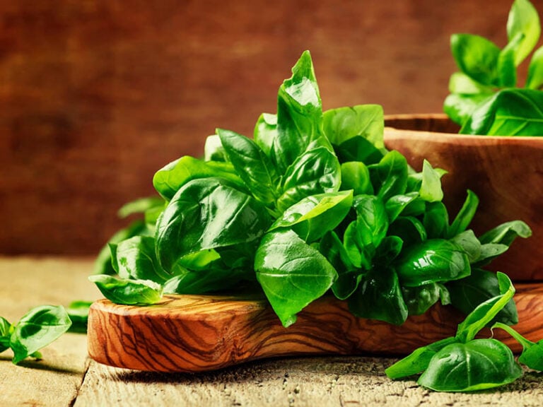 Basil vs. Mint: Flavor, Usage and Beyond