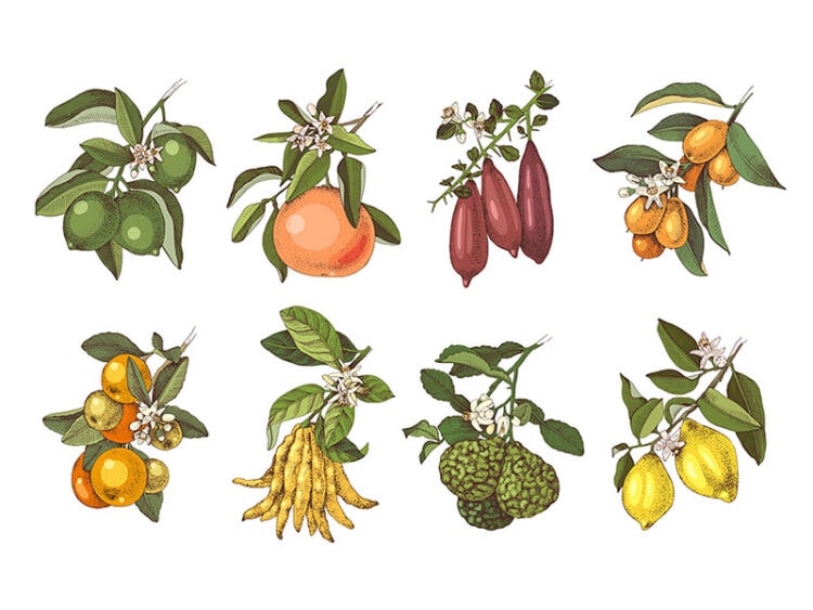 34 Different Types of Citrus Fruits: Vibrant and Flavorful Fruits