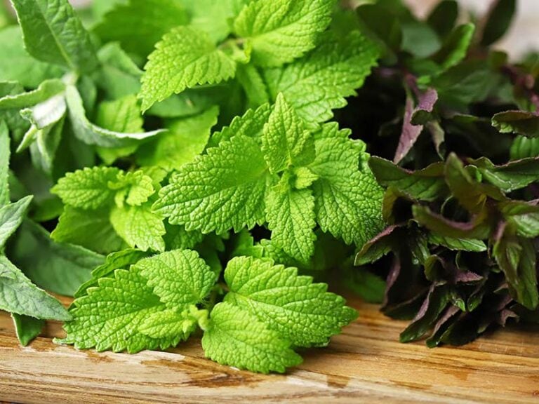 Basil vs. Mint: Flavor, Usage and Beyond