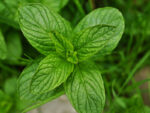 Basil vs. Mint: Flavor, Usage and Beyond