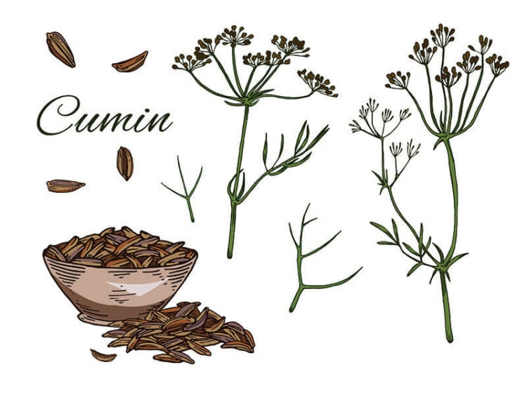 5 Different Types of Cumin You Should Know