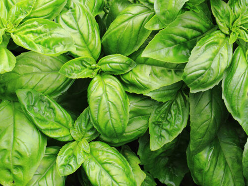 Basil vs. Mint: Flavor, Usage and Beyond