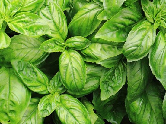 Basil vs. Mint: Flavor, Usage and Beyond