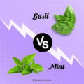 Basil vs. Mint: Flavor, Usage and Beyond