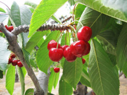 30 Different Types Of Cherries: Natural Tempting Flavors