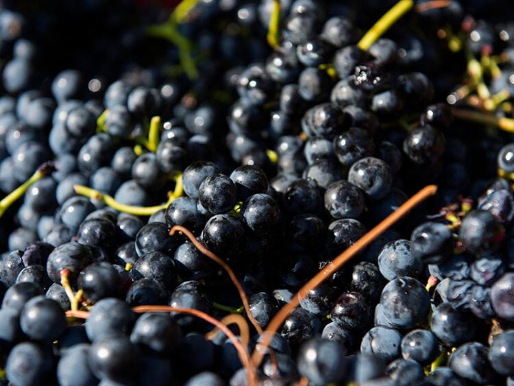 19 Famous Spanish Fruits With Names and Characteristics