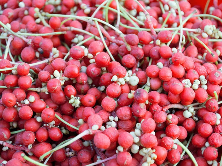 13 Famous South Korean Fruits: From National to Exotic