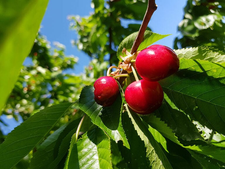 30 Different Types Of Cherries: Natural Tempting Flavors