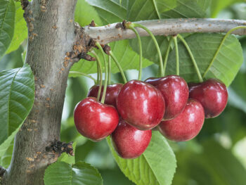 30 Different Types Of Cherries: Natural Tempting Flavors