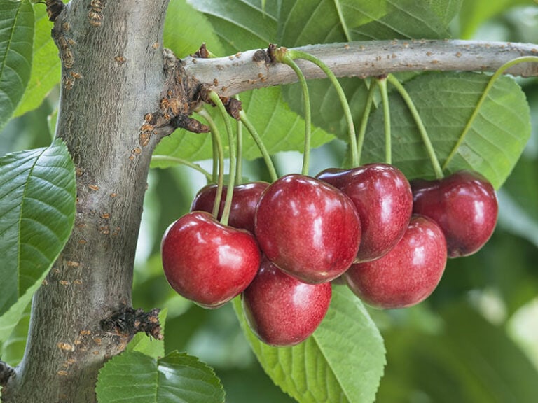 30 Different Types Of Cherries: Natural Tempting Flavors