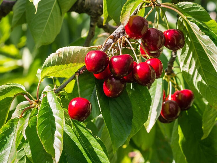 30 Different Types Of Cherries: Natural Tempting Flavors