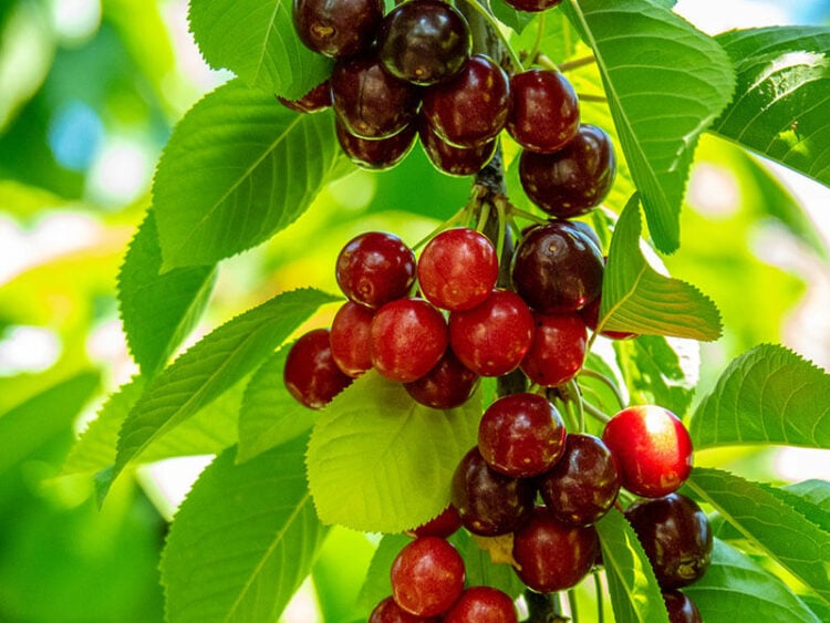 30 Different Types Of Cherries: Natural Tempting Flavors