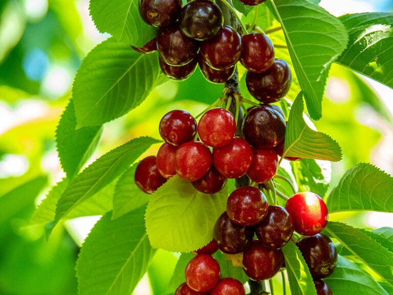 30 Different Types Of Cherries: Natural Tempting Flavors