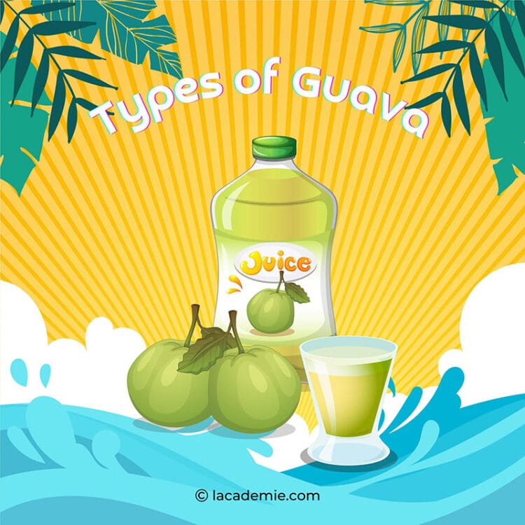 26 Types of Guava: From Common to Rare Tropical Finds