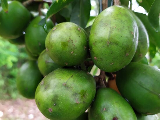 19 Indian Fruits: Exotic, Native, and Non-native