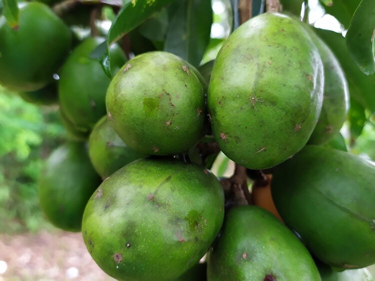 19 Indian Fruits: Exotic, Native, and Non-native