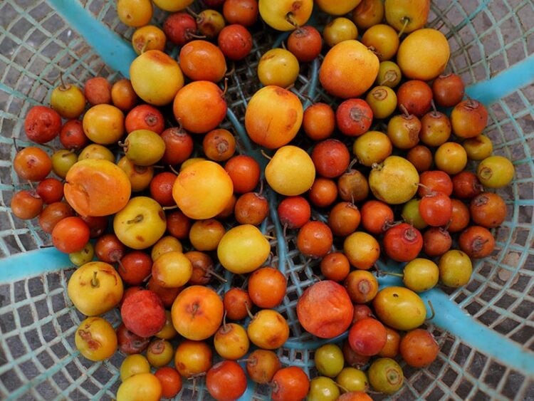 19 Indian Fruits: Exotic, Native, and Non-native