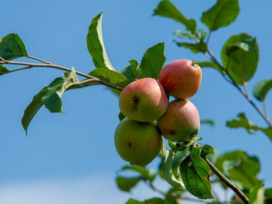 14 Greek Fruits: Ancient, Native, Non-native, and More