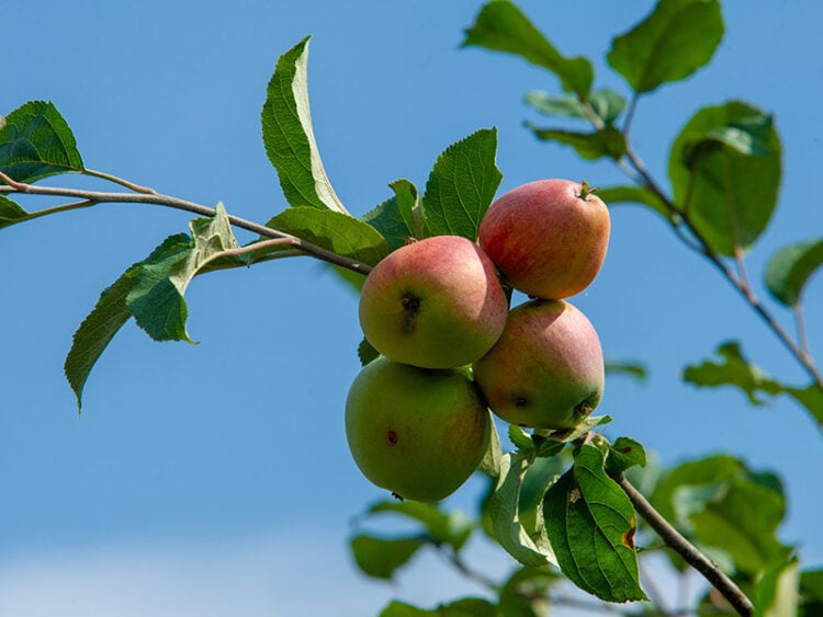 14 Greek Fruits: Ancient, Native, Non-native, and More