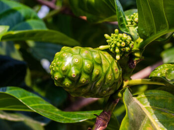 21 Popular Peruvian Fruits: A Journey to the Amazon