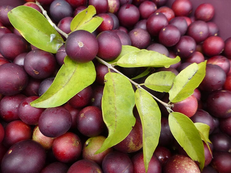 21 Popular Peruvian Fruits: A Journey to the Amazon