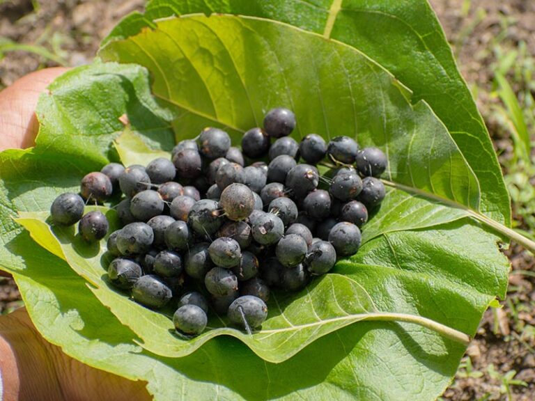 19 Indian Fruits: Exotic, Native, and Non-native