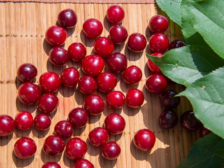 19 Popular Chilean Fruits From Native to Exported Fruits