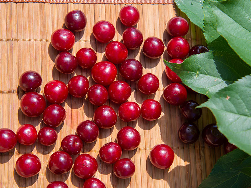 19 Popular Chilean Fruits From Native to Exported Fruits