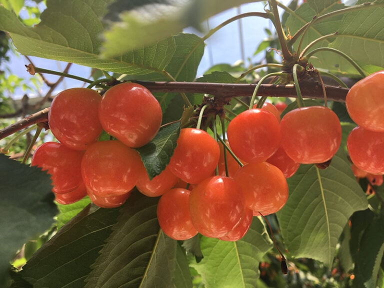 22 Unique Japanese Fruits: Discover Native and Rare Delights