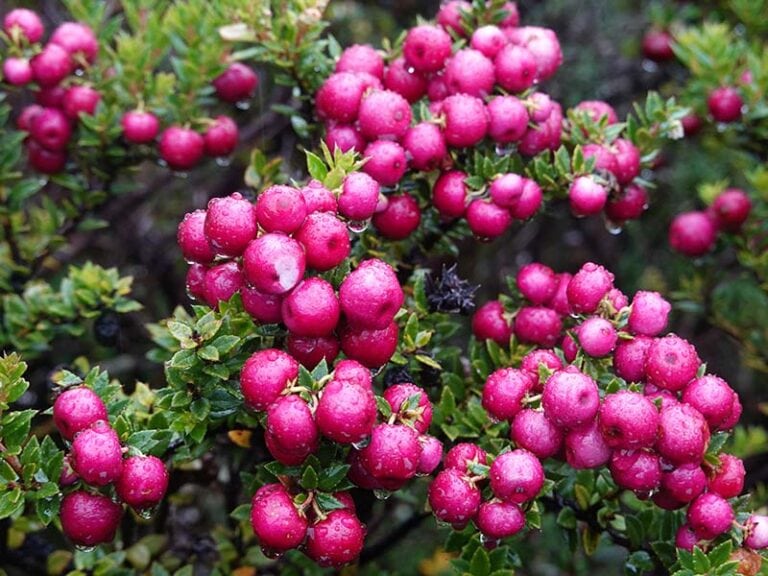 19 Popular Chilean Fruits From Native to Exported Fruits