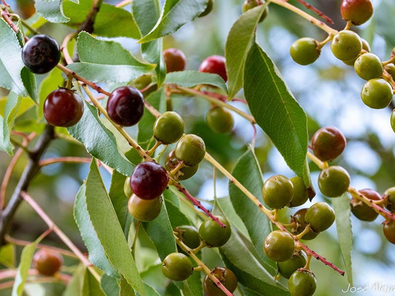 21 Popular Peruvian Fruits: A Journey to the Amazon