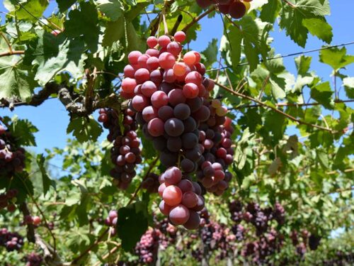 19 Popular Chilean Fruits From Native to Exported Fruits