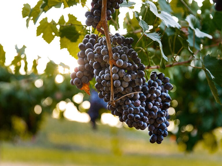 12 Common Italian Fruits: Native, Non-Native, and Exotic