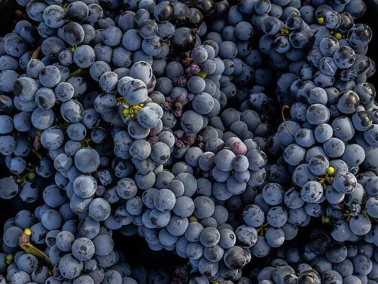 27 Popular French Fruits: National, Native, and Exotic